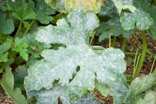 10 Common Melon Plant Diseases and What To Do About Them