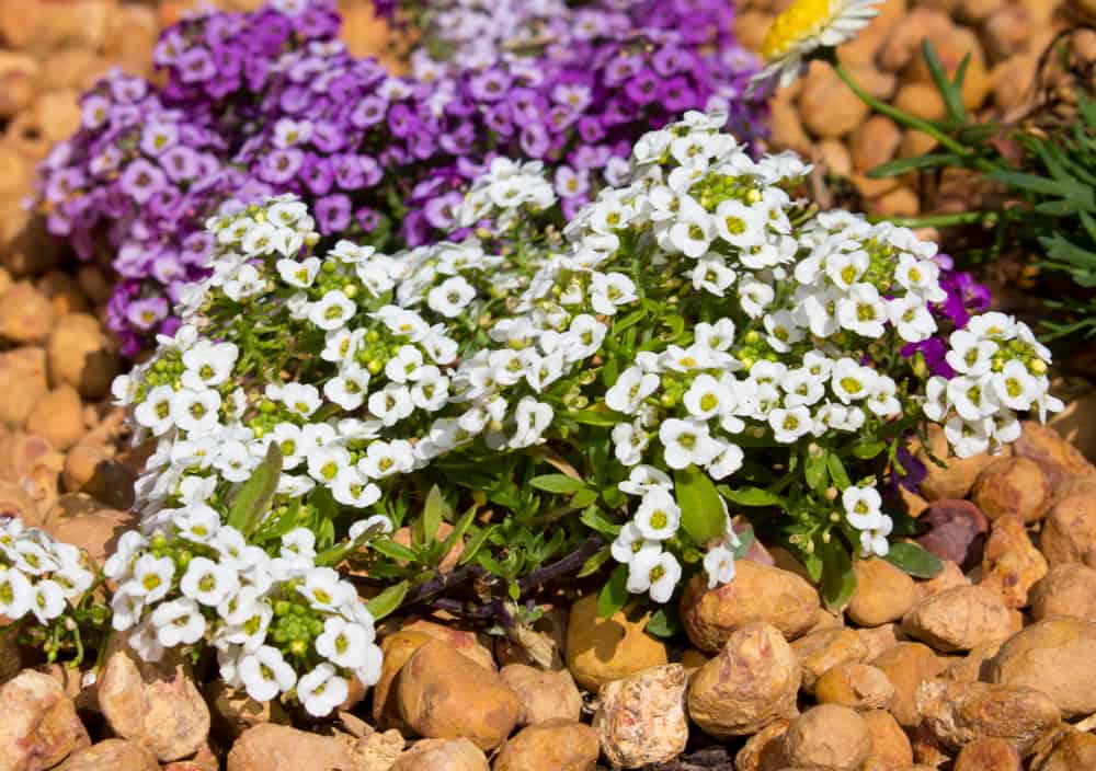 Growing Sweet Alyssum for Carpets of Color in Your Garden