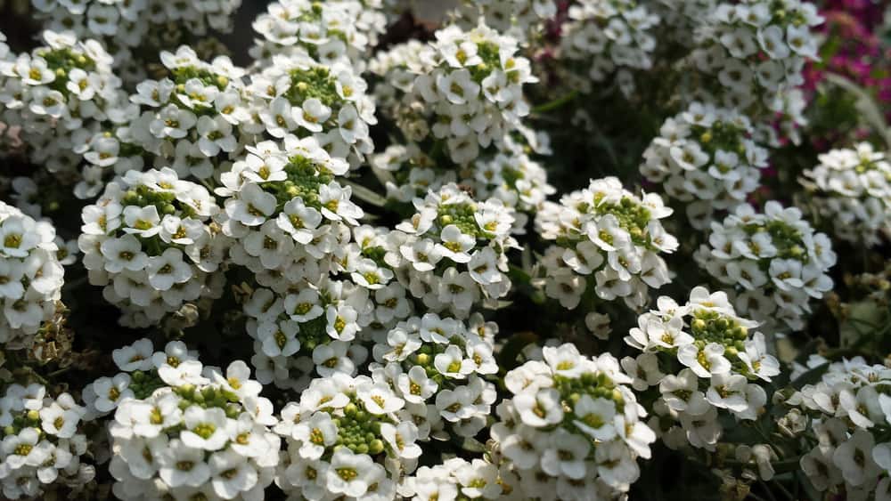 Growing Sweet Alyssum for Carpets of Color in Your Garden