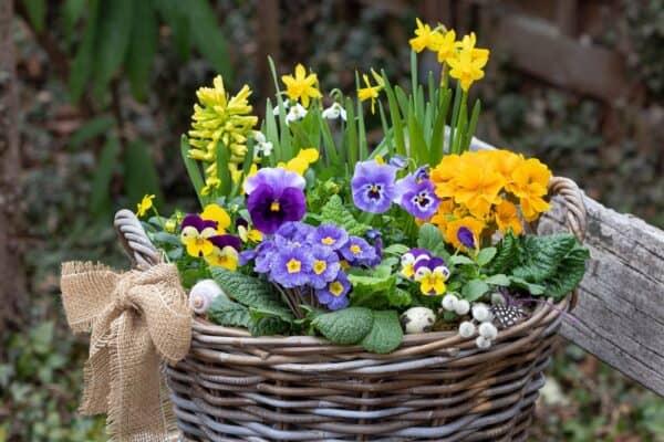 Growing Primroses: How to Plant and Raise This Colorful Flower