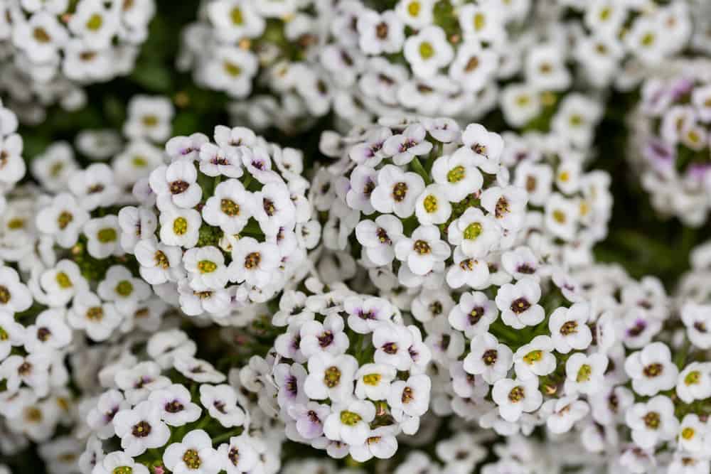 Growing Sweet Alyssum for Carpets of Color in Your Garden