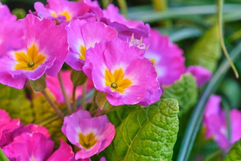 Growing Primroses How To Plant And Raise This Colorful Flower