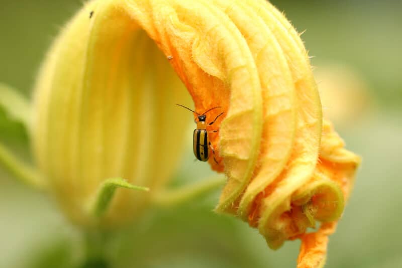 35 Obnoxious Pumpkin Pests and Diseases to Contend With