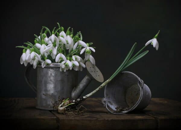 Your Foolproof Guide to Growing Perennial Snowdrops