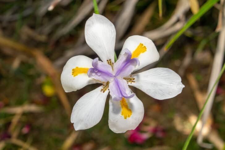 Growing Irises: How to Plant and Grow This Classic Beauty