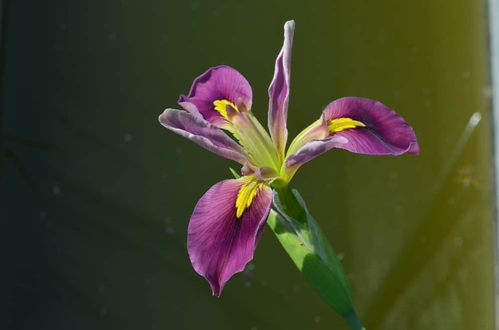 Growing Irises: How to Plant and Grow This Classic Beauty