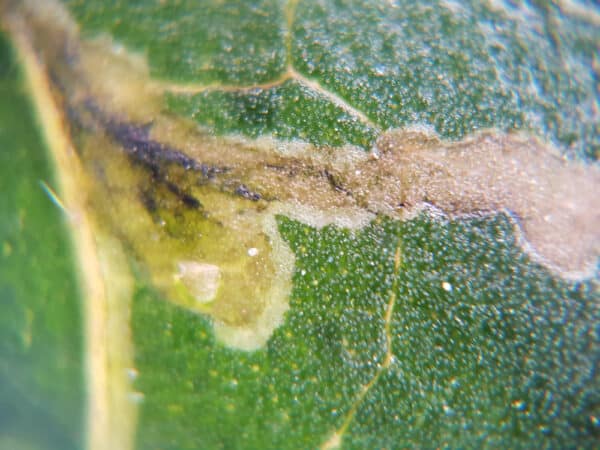 Leafminers: How to Identify and Control These Common Pests