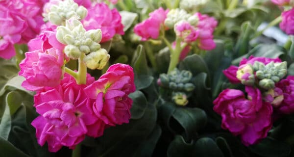 Growing Stocks: How to Care for These Heavenly Flowers
