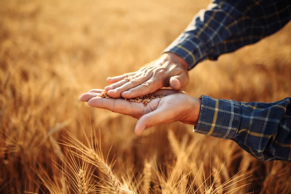 Harvesting and Threshing Grain the Right Way for Storage