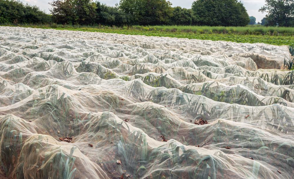 Leafminers: How to Identify and Control These Common Pests