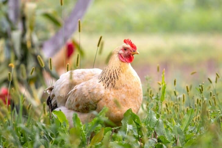 Norwegian Jærhøn Chicken: Meet These Tough, Adaptable Little Chickens