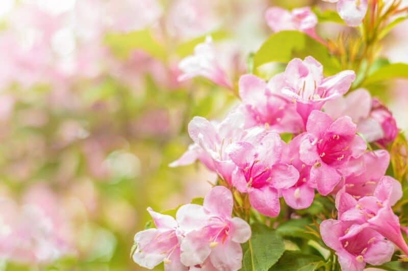 Weigela: How to Plant, Grow and Care for a Landscape Classic