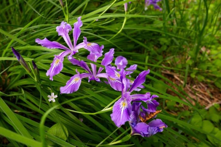 Growing Irises: How to Plant and Grow This Classic Beauty