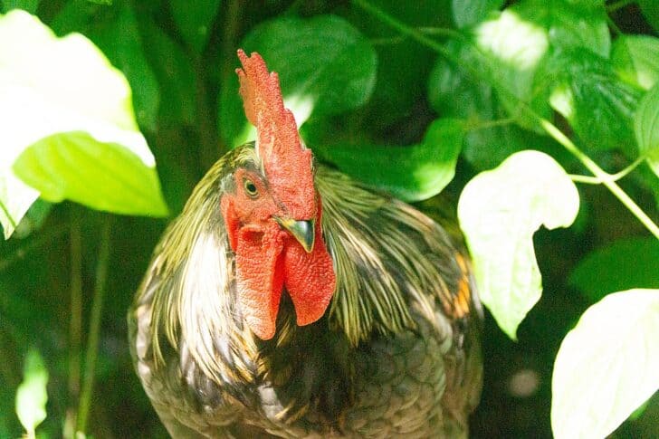 Isbar Chicken: Get to Know This Green Egg Layer