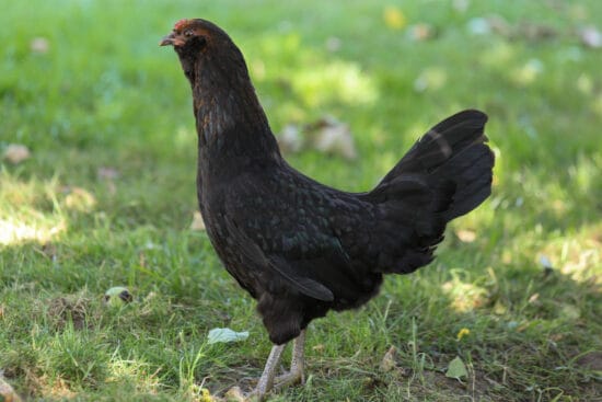 Whiting True Blue Chicken: The Consistent Blue Egg Layer