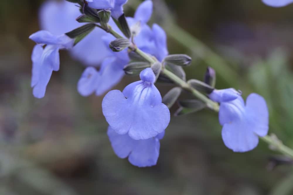 How to Grow Salvia for Long-Lasting Color in Your Garden