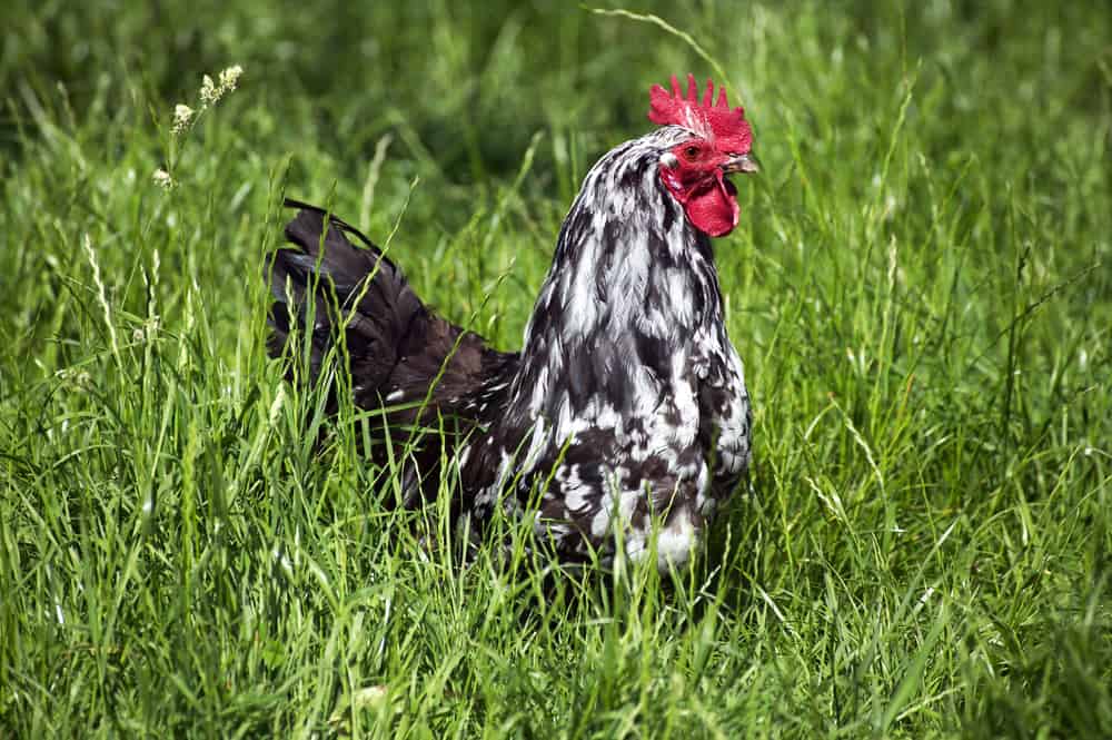 Brakel Chicken: Meet This Jaw-Dropping, Independent, and Consistent Layer