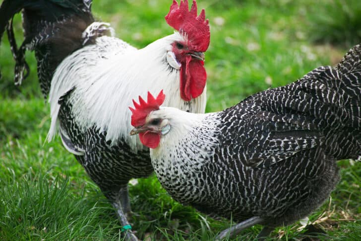 About Fayoumi Chickens: Backyard Egyptian Birds