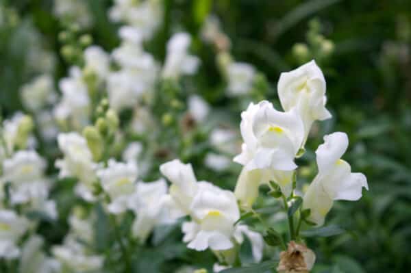 Growing Snapdragons for Gorgeous Home and Garden Displays