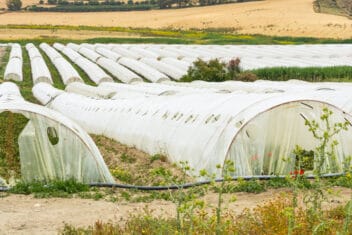 How to Use Low Tunnels to Extend Your Growing Season