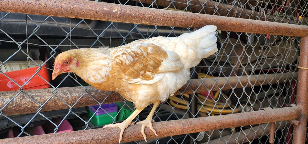 Cinnamon Queen Chicken: A Sweet, Prolific Layer