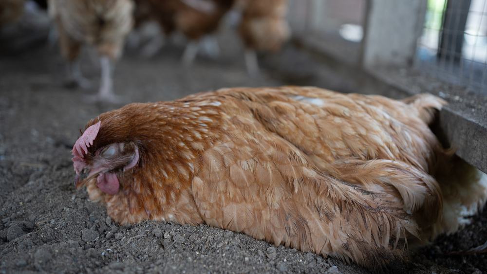 Calcium Deficiency in Chickens: Why it Happens and How to Avoid It