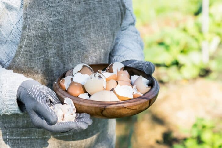 Calcium Deficiency in Chickens: Why it Happens and How to Avoid It