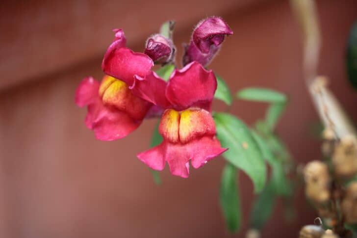 Growing Snapdragons for Gorgeous Home and Garden Displays