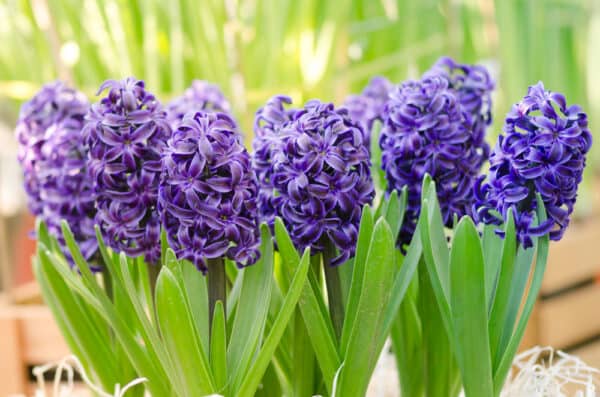 Growing Hyacinths for Bold Fragrance and Bright Colors