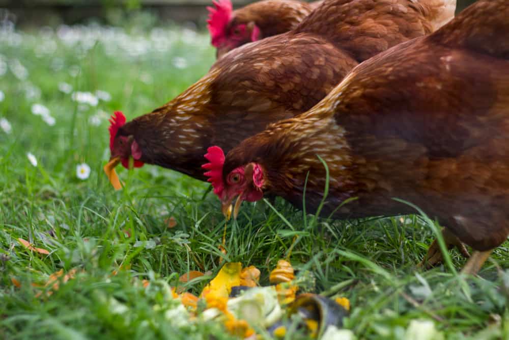 Sour Crop in Chickens: How to Identify and Deal With it