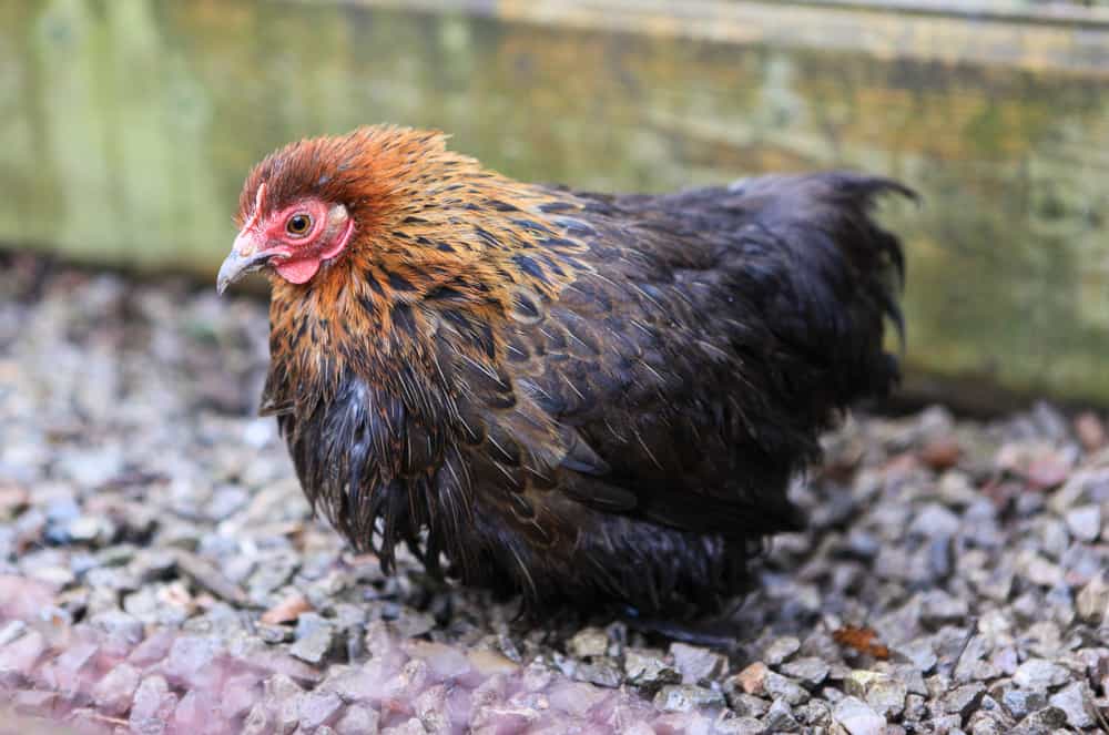 Pekin Bantam Chickens: Meet These Friendly, Showy Birds