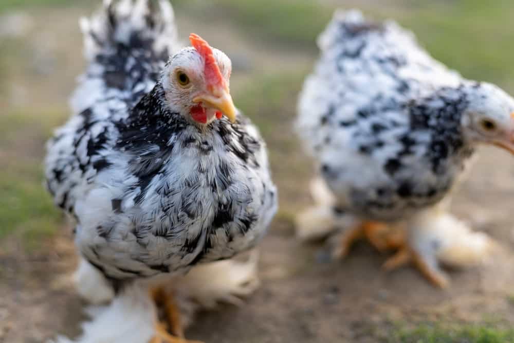 Pekin Bantam Chickens: Meet These Friendly, Showy Birds