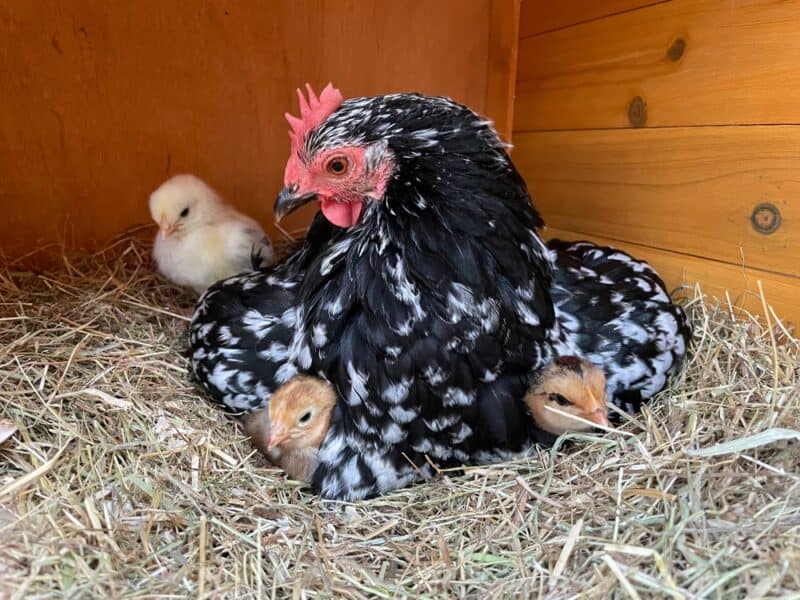 Pekin Bantam Chickens: Meet These Friendly, Showy Birds