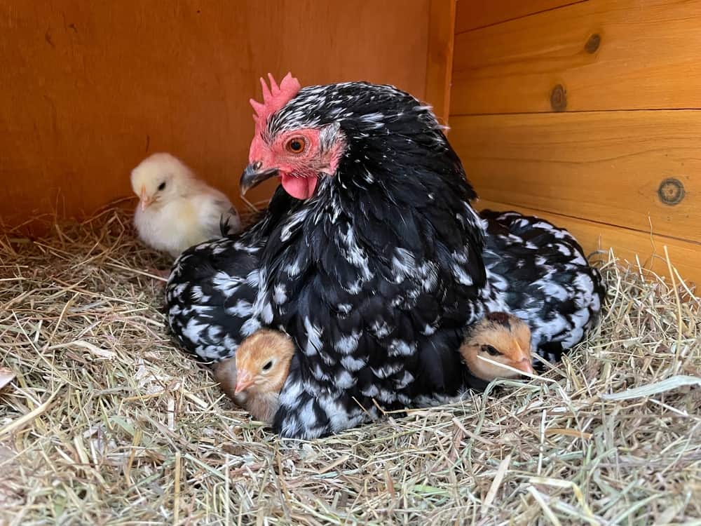 Pekin Bantam Chickens: Meet These Friendly, Showy Birds