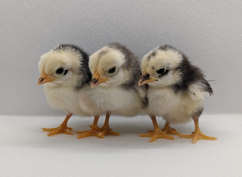 Serama Chicken: Get to Know This Unique Bantam