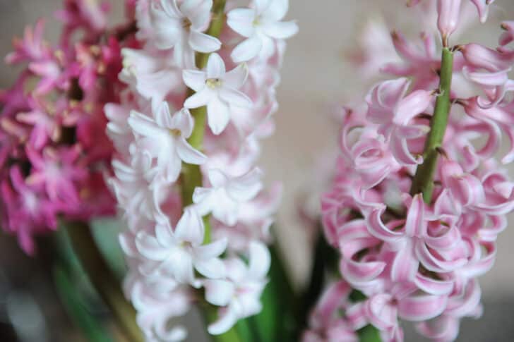 Growing Hyacinths for Bold Fragrance and Bright Colors