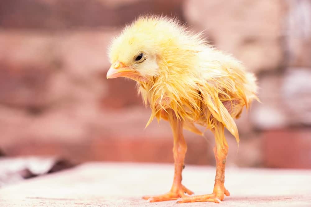 Avian Salmonellosis: How to Avoid This Bacteria in Your Chickens