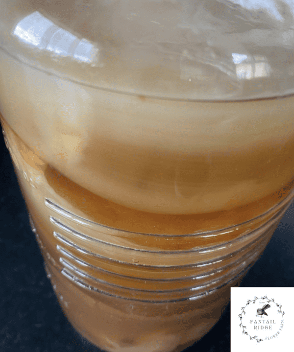How to Make Delicious Kombucha SCOBY Jerky