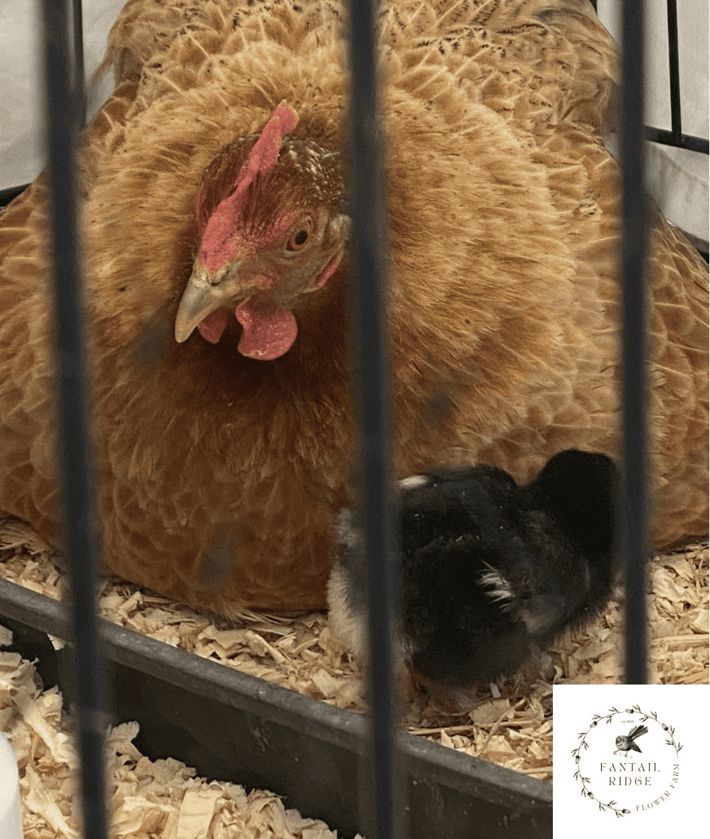 10 Important Things to Know When Raising Chicks