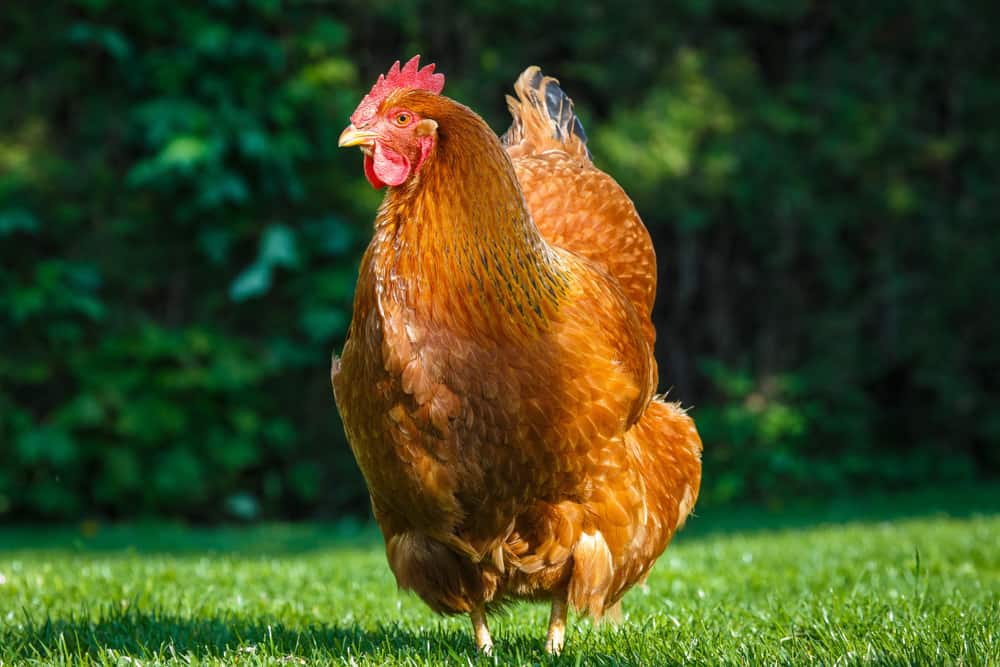 Cherry Egger Chicken: Meet This Abundant Layer