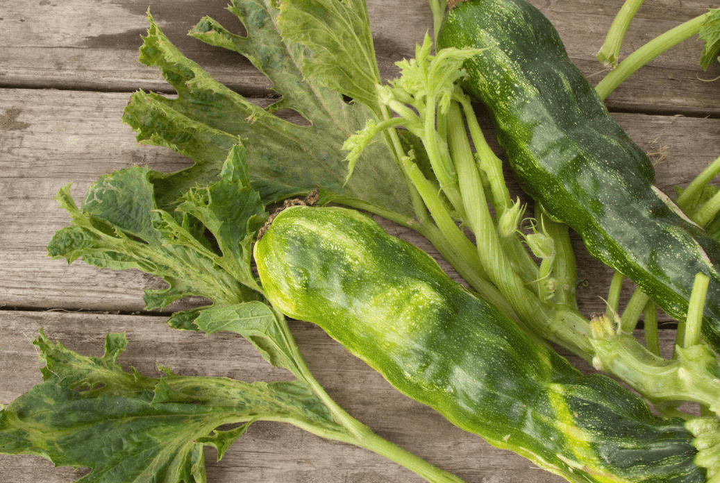 Your Ultimate Guide to Growing Zucchini Plants