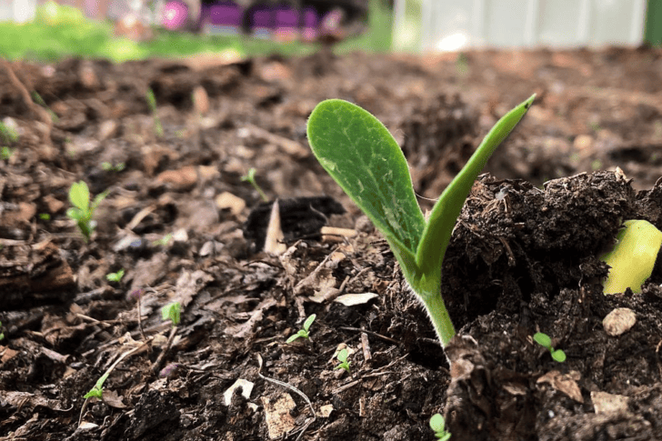 Your Ultimate Guide to Growing Zucchini Plants