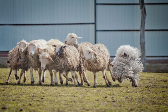 Herding Dogs: Why You Should Consider These Clever Breeds for Your ...