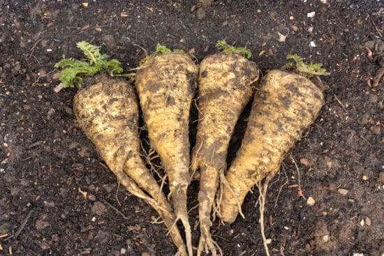 15 of the Best Parsnip Varieties to Grow in Your Garden