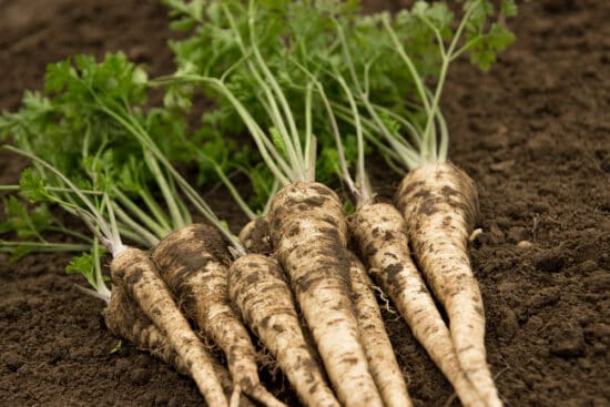 Growing Parsley Root: How to Plant and Care For This Forgotten Vegetable