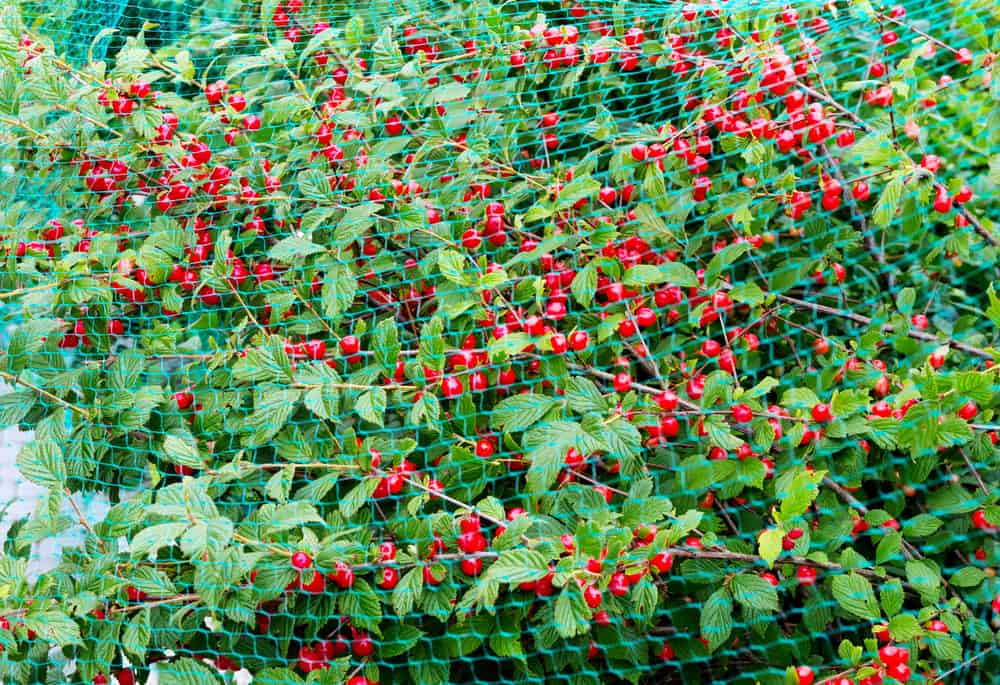 Nanking Bush Cherries: How to Grow and Care For This Beautiful Fruit Plant