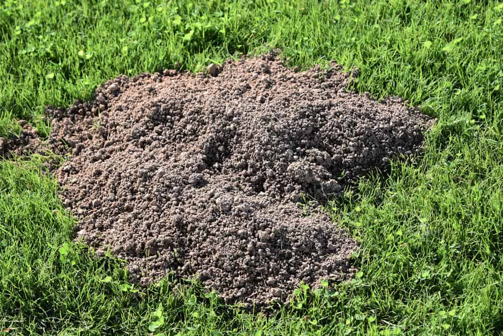 The Complete Guide to Control Gophers in the Garden