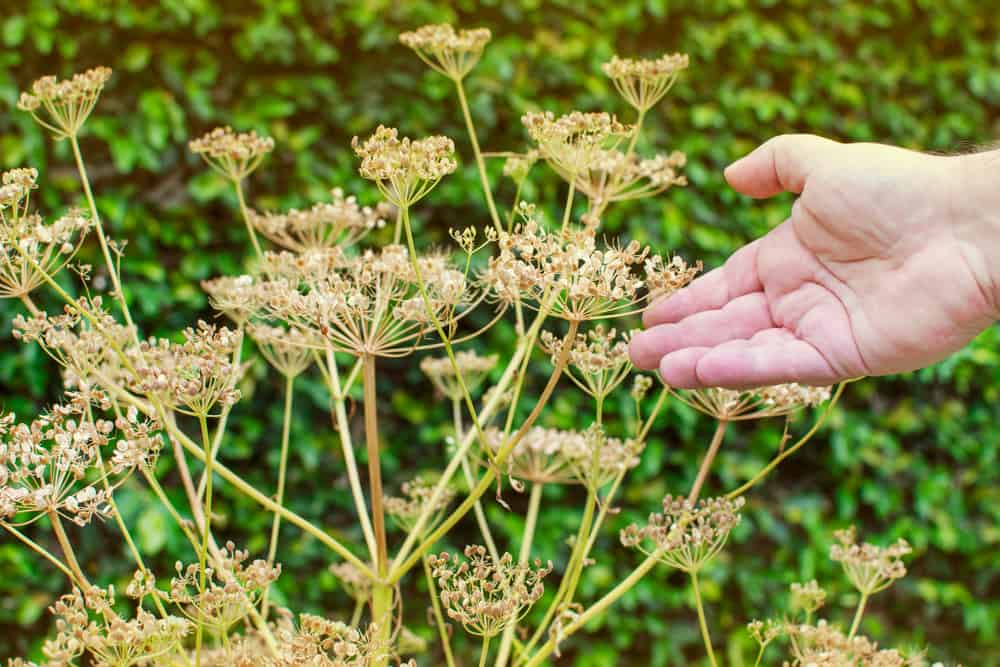 15 of the Best Parsnip Varieties to Grow in Your Garden