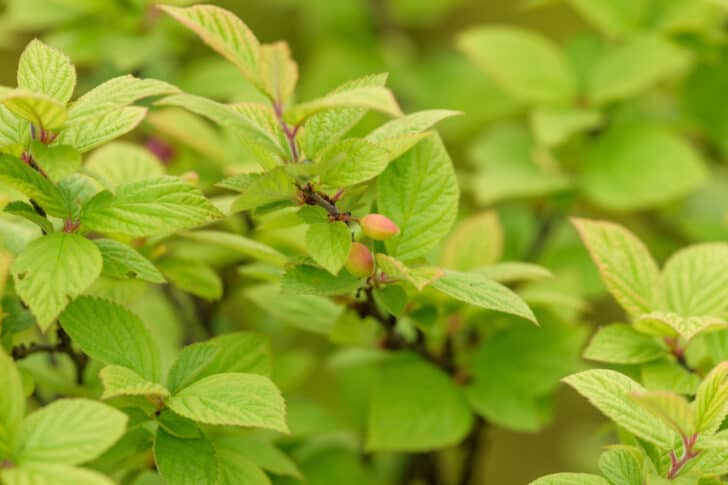 Nanking Bush Cherries: How to Grow and Care For This Beautiful Fruit Plant