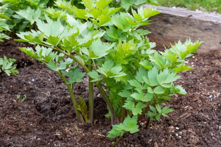 Growing Lovage: How to Plant, Grow and Care For This Flavorful Herb